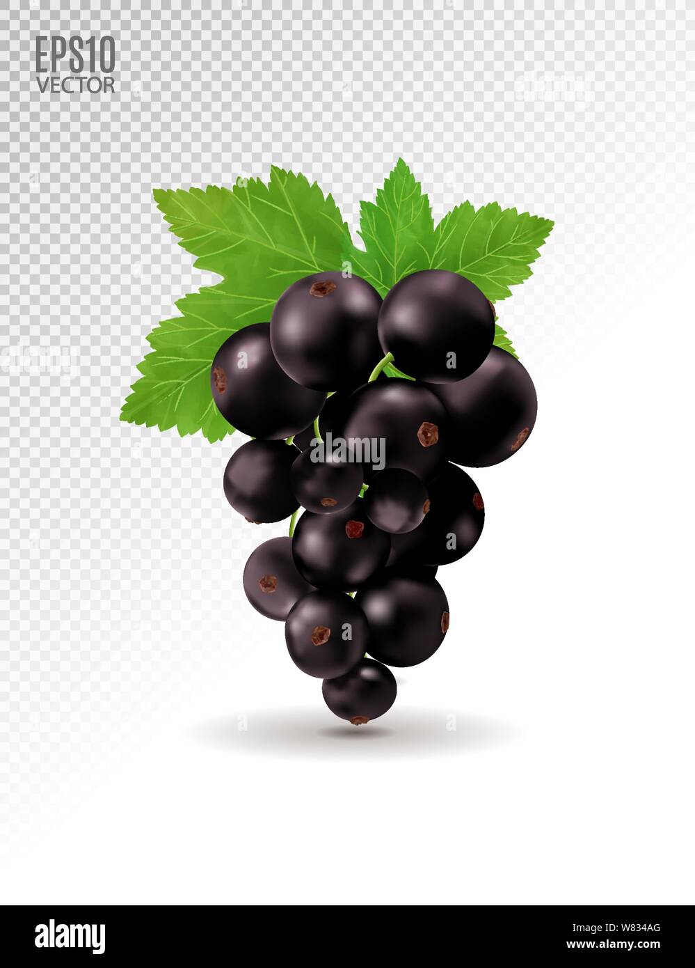 Ripe delicious black currant on transparent background. Vector ...