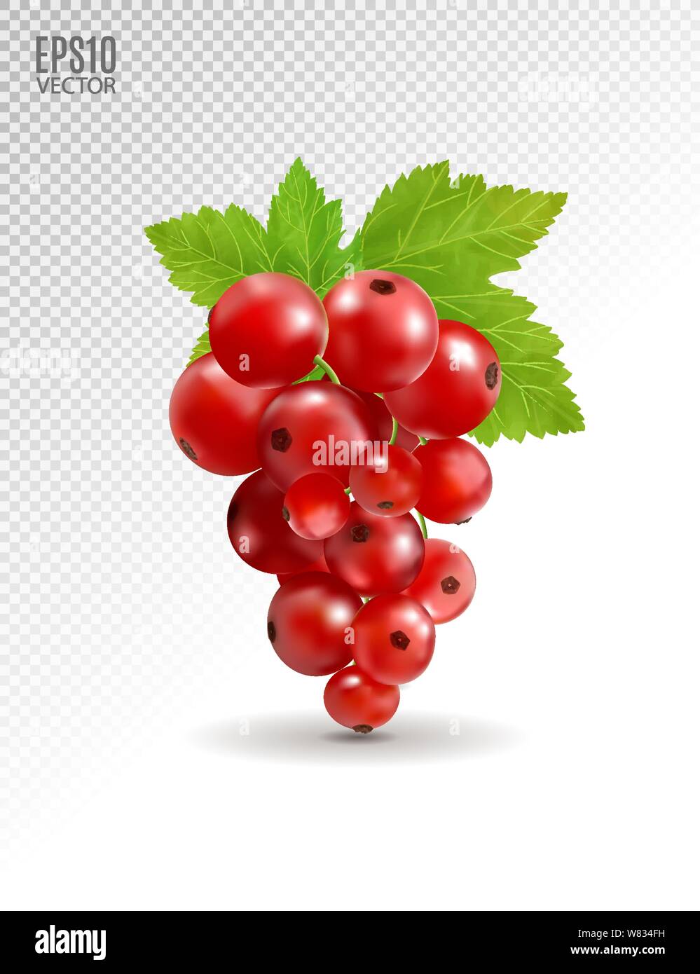 Ripe delicious red currant on transparent background. Vector realistic ...