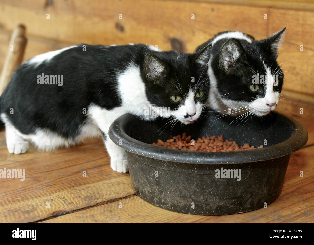 Two cute kittens eat from hi-res stock photography and images - Alamy