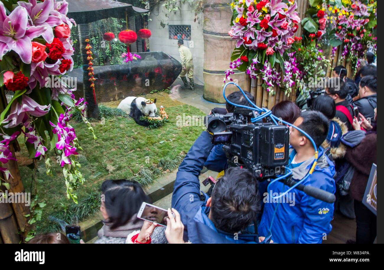 People take photos of the world's eldest giant panda Basi eating her ...
