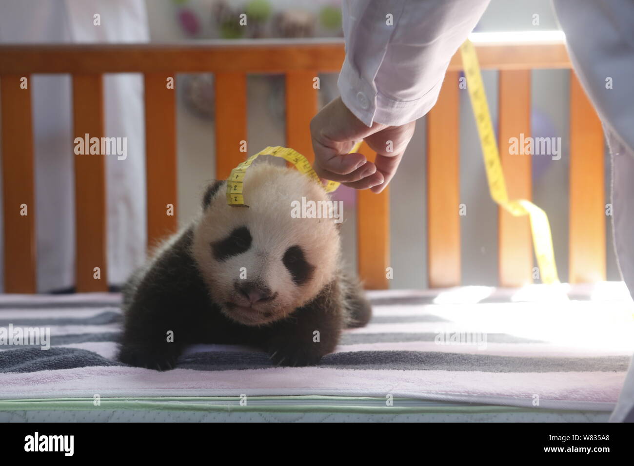 --FILE--A Chinese keeper measures the length of the giant panda cub ...