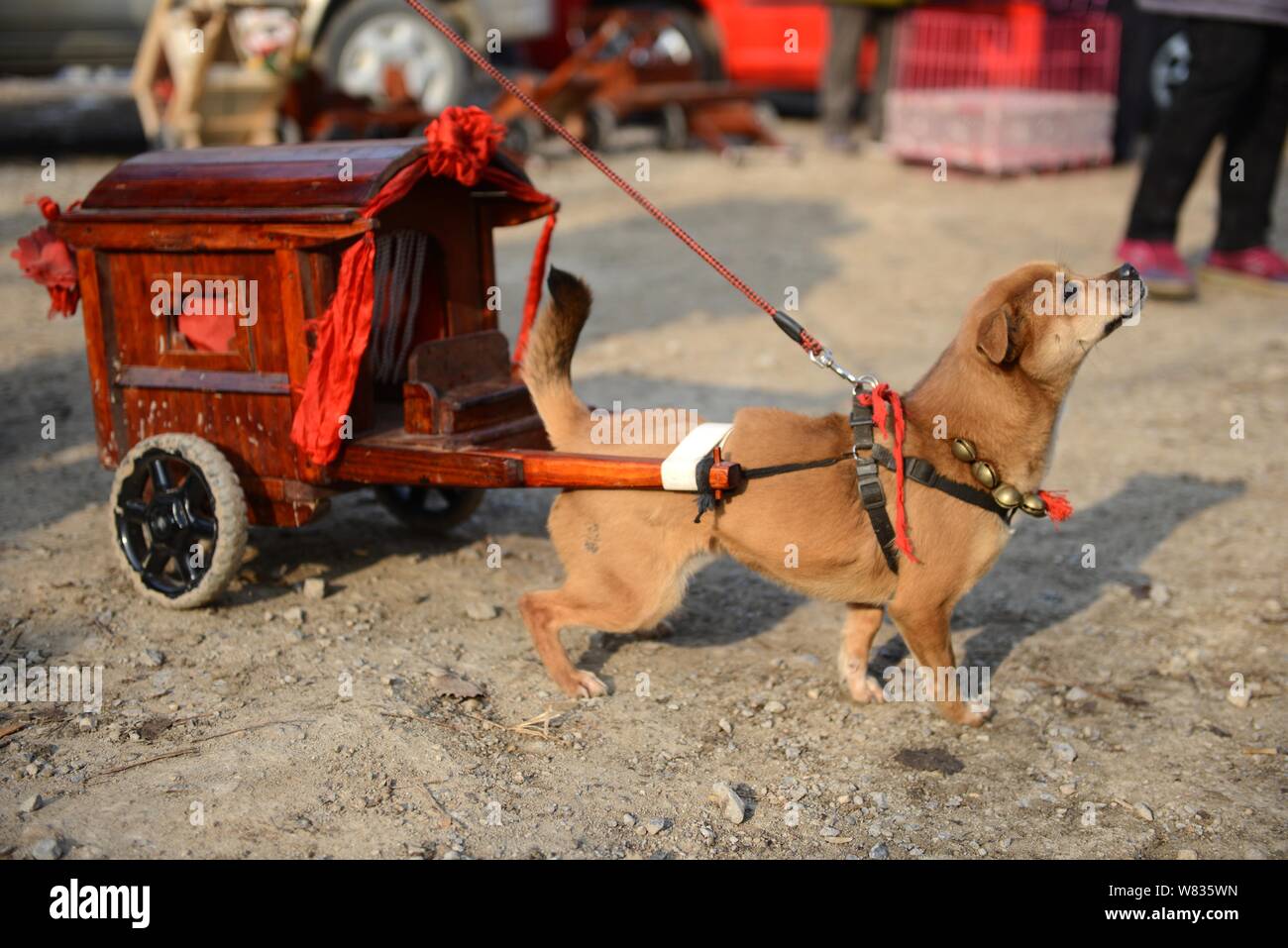 The pet dog takes a walk with an ancient Chinese carriage in Jinan city ...