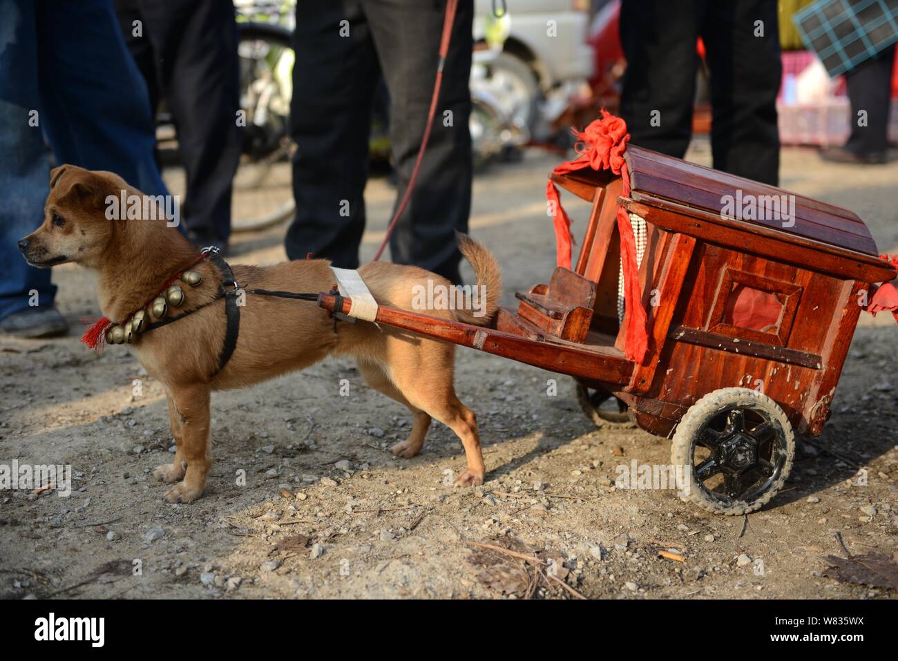 The pet dog takes a walk with an ancient Chinese carriage in Jinan city ...