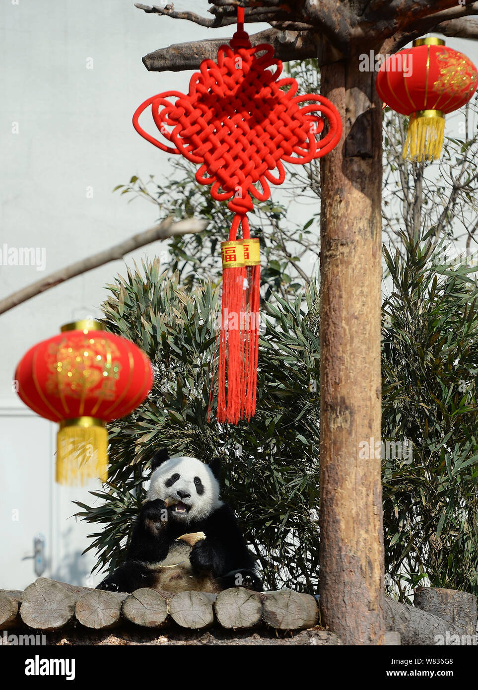 A giant panda cub eats bamboo shoots at the Shenshuping breeding base ...