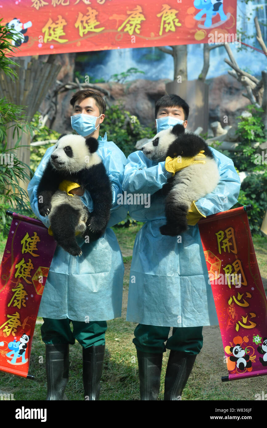 Twin giant panda cubs "Jianjian" and "Kangkang" play during an event to ...