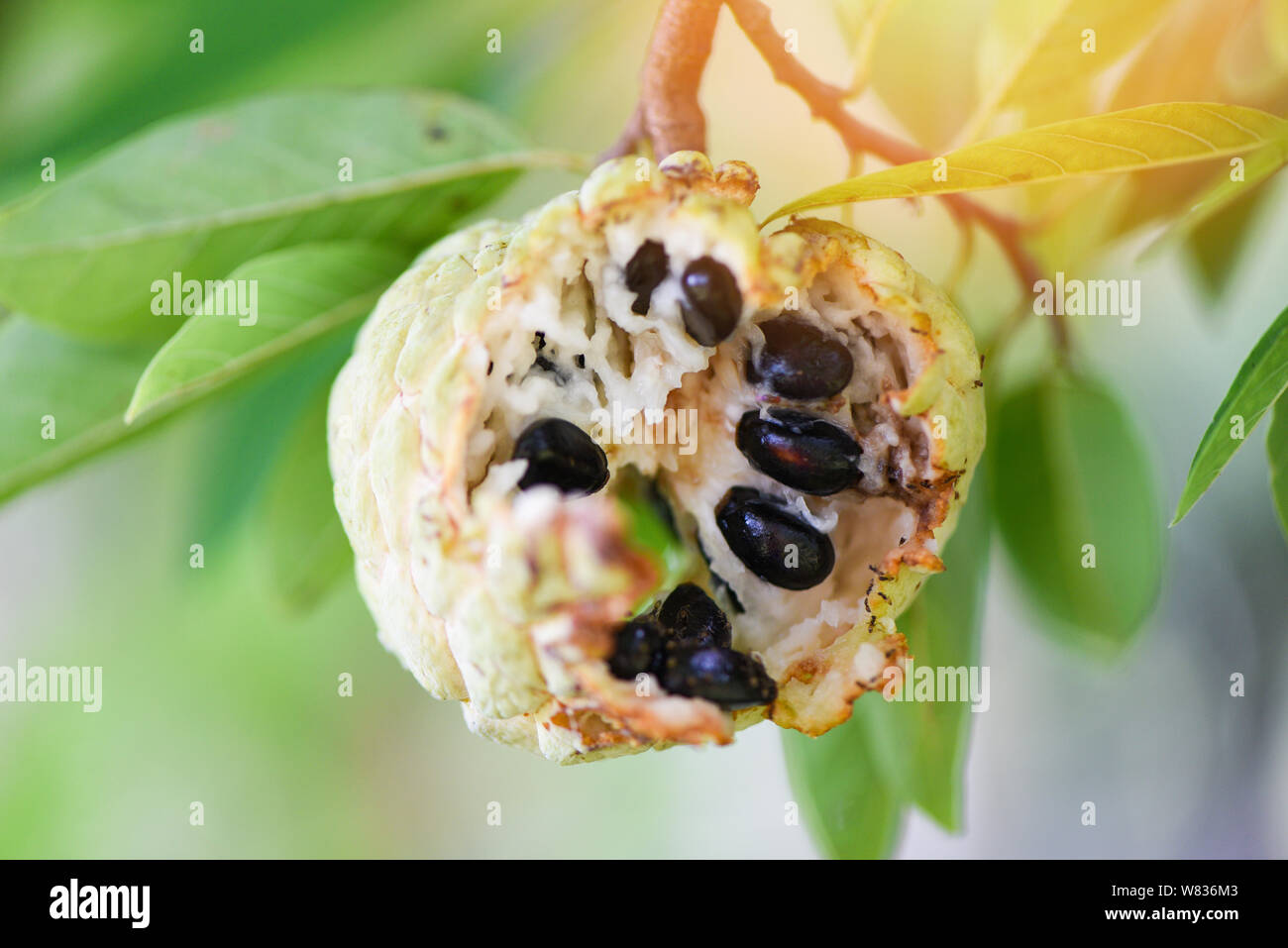 Ants and insects eat fruit sugar apple or custard apple on tree ...