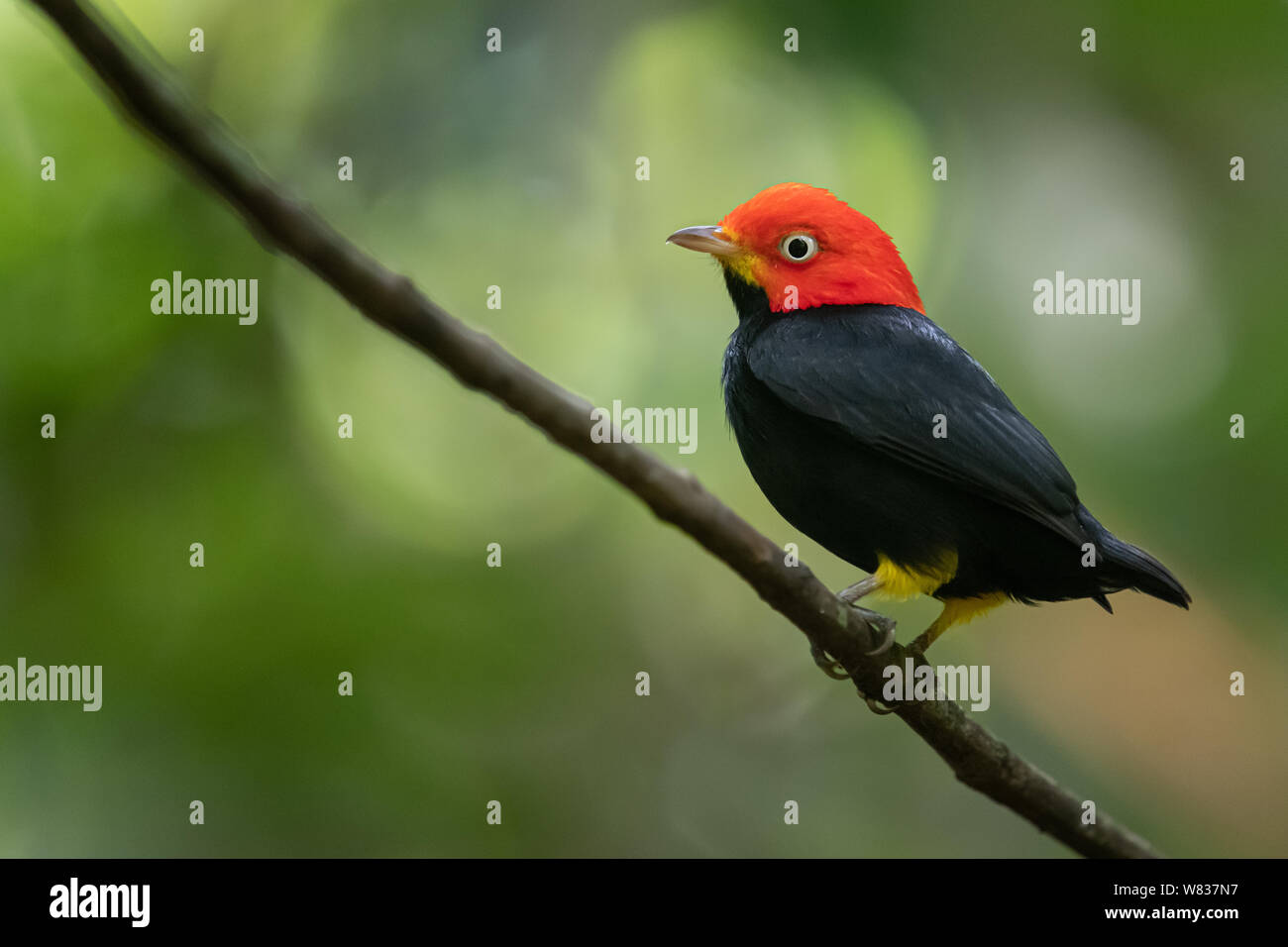 Whiteeyebird hi-res stock photography and images - Alamy