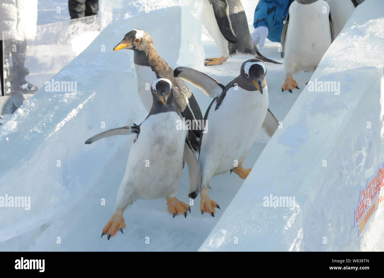 Penguins slide hi-res stock photography and images - Alamy