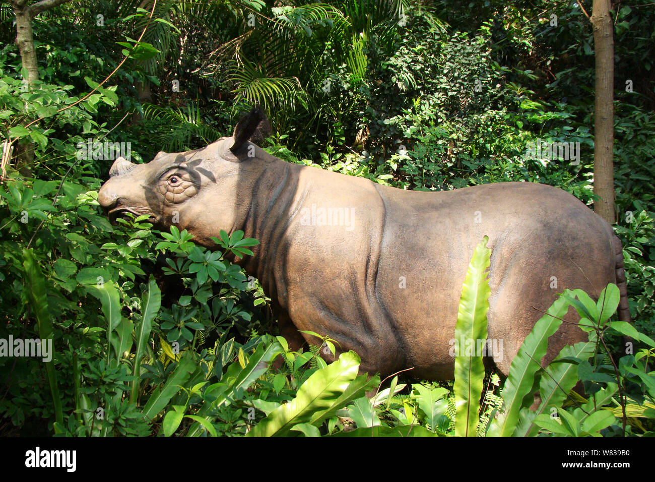 Pygmy hippopotamus is pictured at Guangzhou Chimelong Safari Park in ...