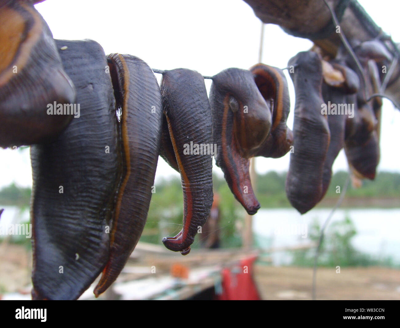 Hirudo medicinalis hi-res stock photography and images - Alamy