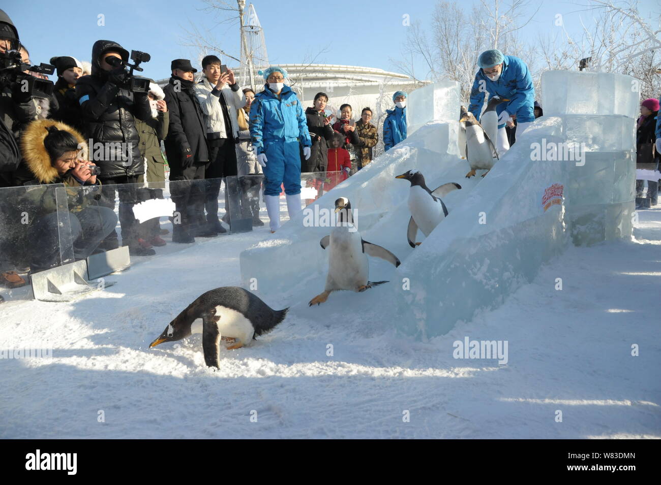 Penguins slide hi-res stock photography and images - Alamy