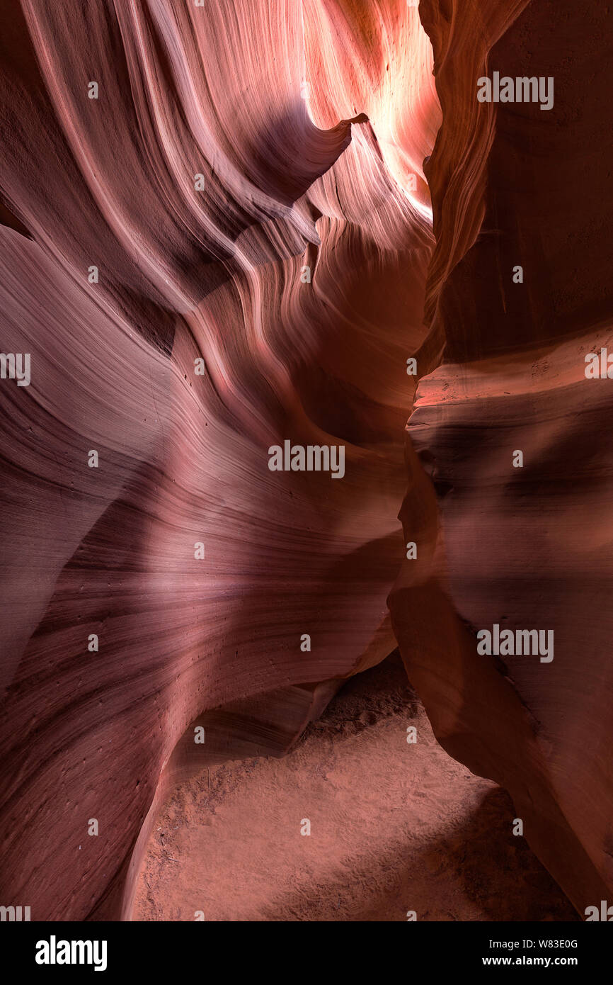 American antilope hi-res stock photography and images - Alamy