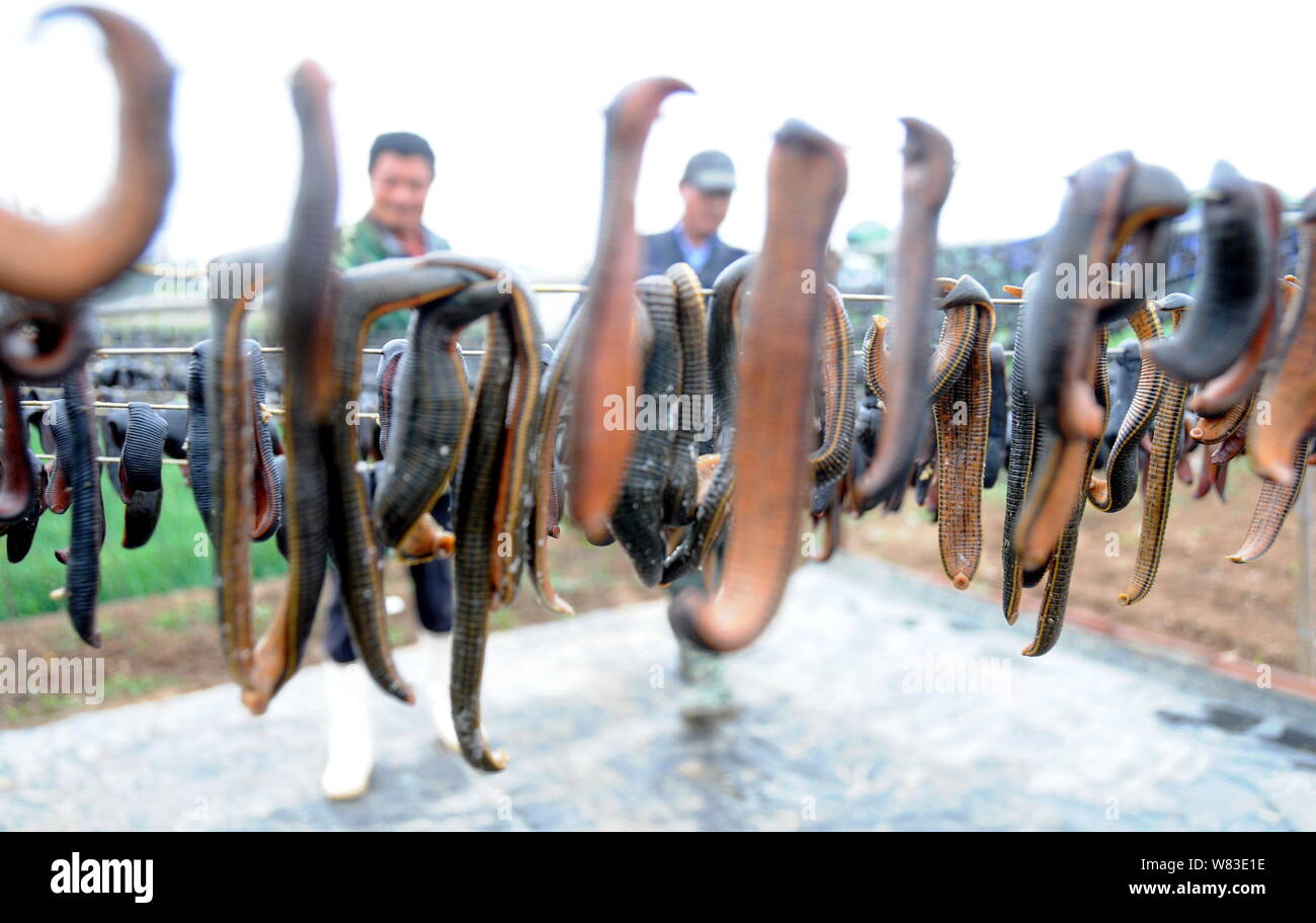 Hirudo medicinalis hi-res stock photography and images - Alamy