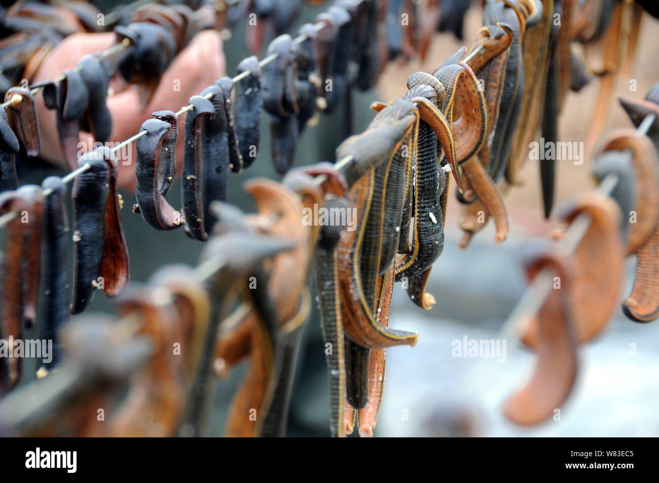 Hirudo medicinalis hi-res stock photography and images - Alamy