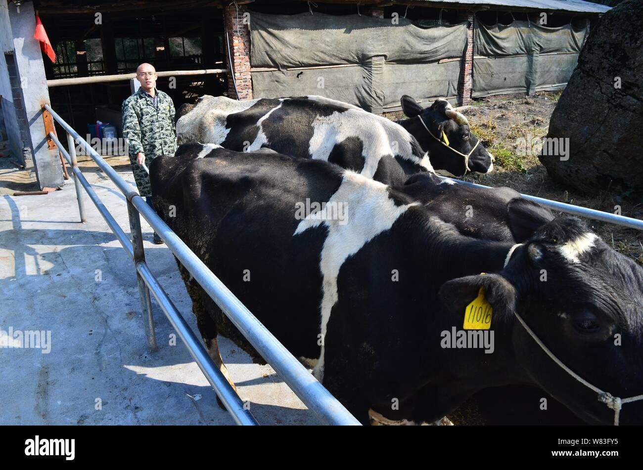 Chinese cattleman Zeng Bo, a doctorate holder in animal nutrition from ...