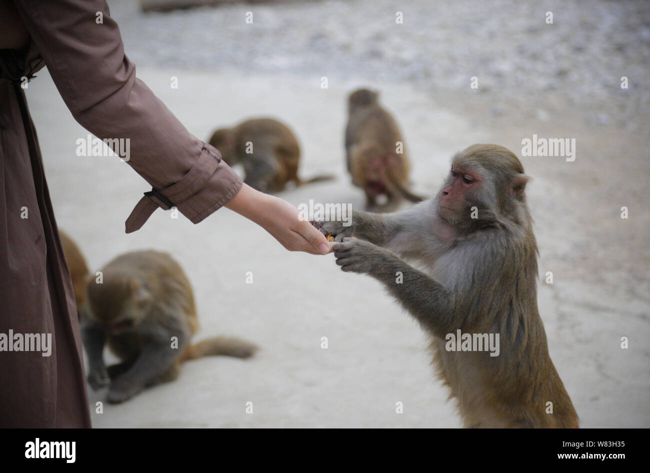 A Chinese villager feeds macaques in forests which were converted from ...
