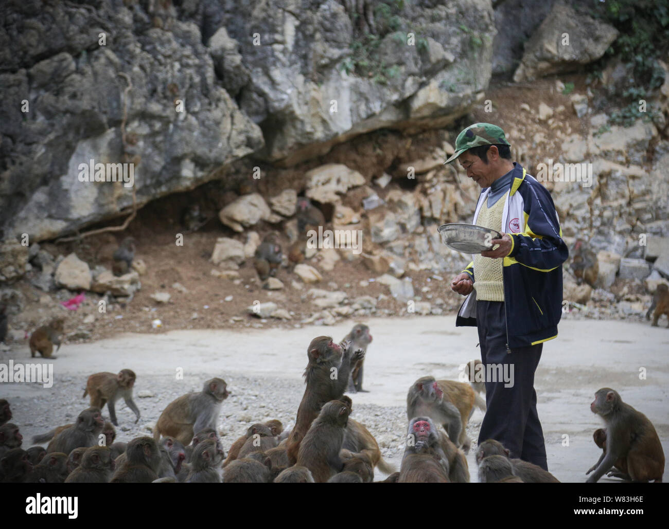 A Chinese villager feeds macaques in forests which were converted from ...