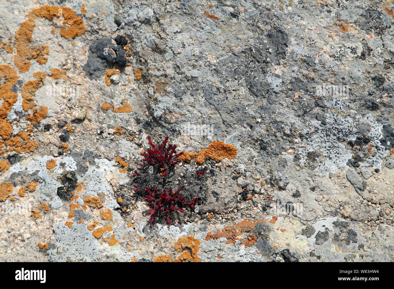 View of rhodiola rosea (commonly golden root, rose root, roseroot ...