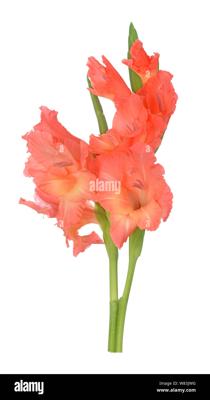 Orange Gladiolus flower isolated on white background Stock Photo - Alamy
