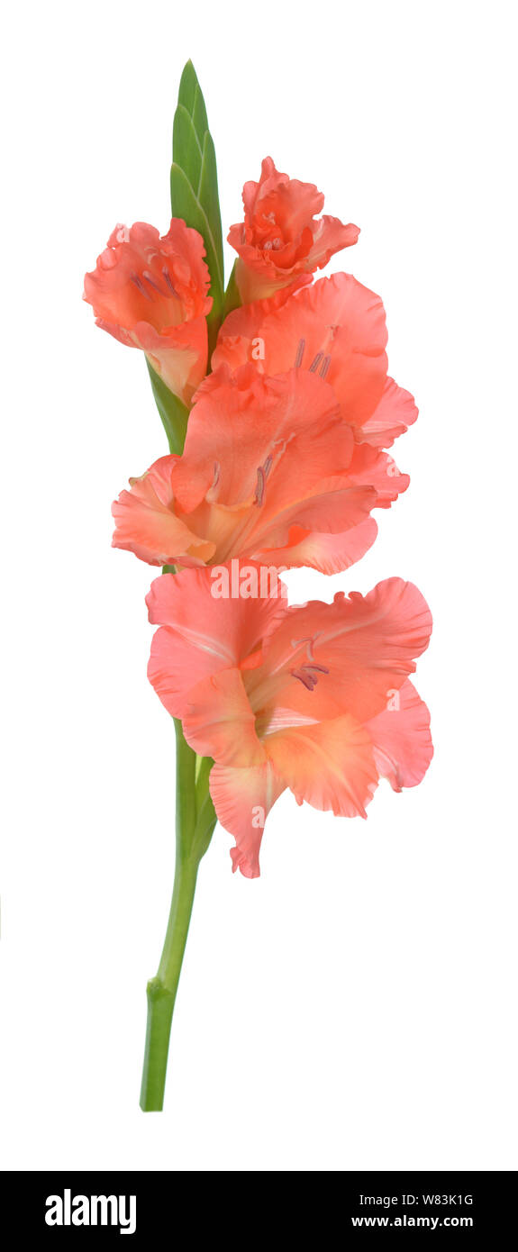 Orange gladiolus flower isolated on white Stock Photo - Alamy