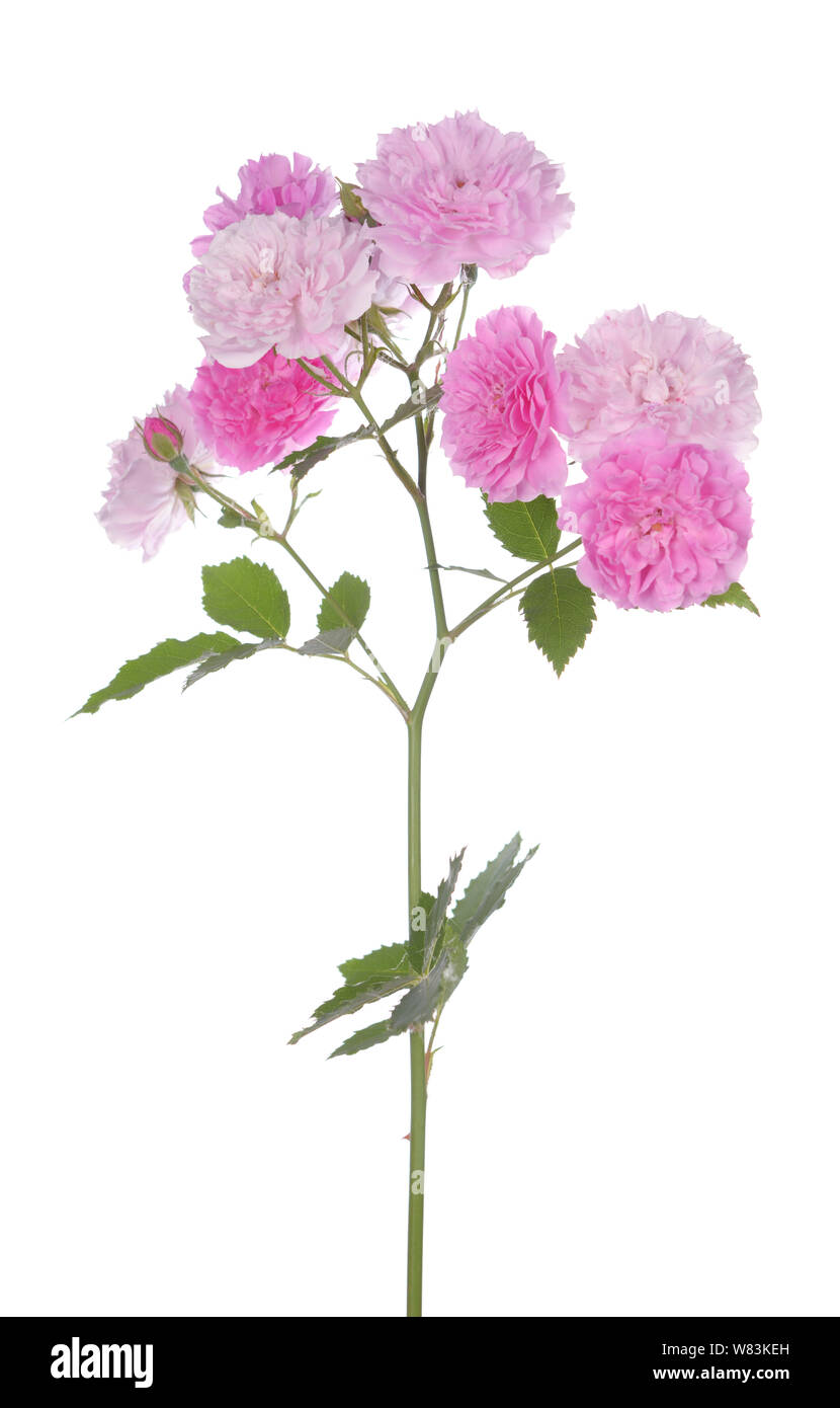 tiny rose isolated on white Stock Photo - Alamy