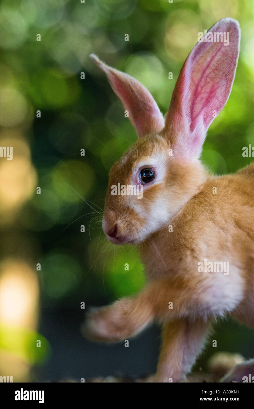 Animals home red cute little hi-res stock photography and images - Alamy