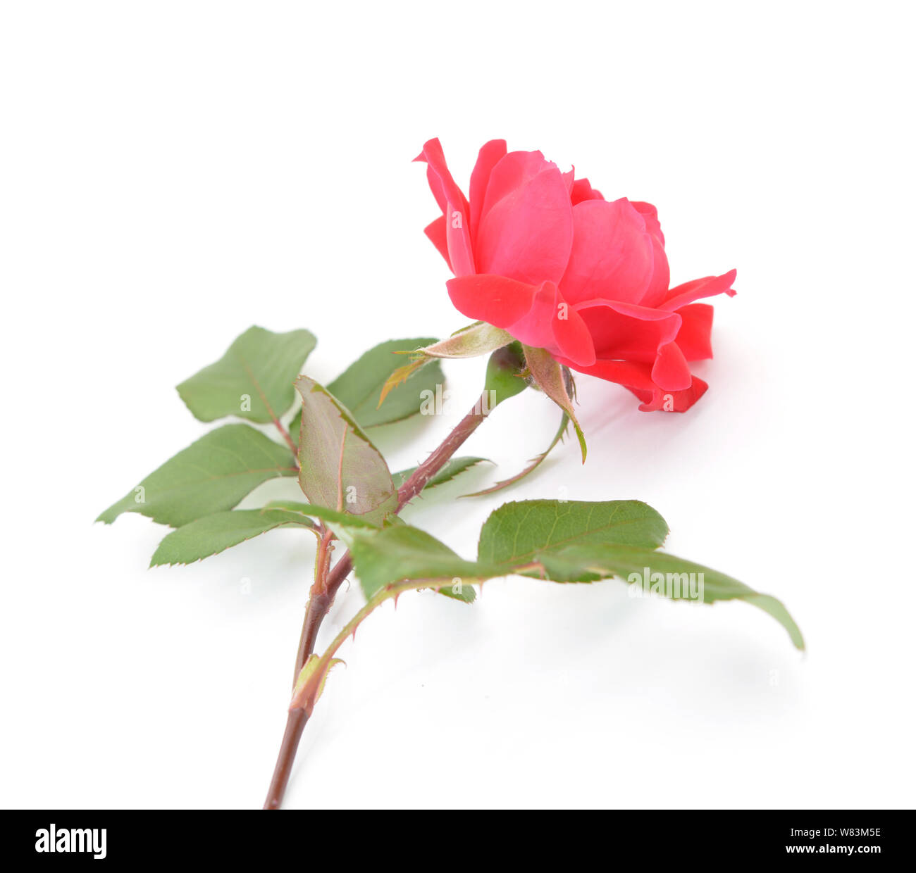 tiny rose flower lay on white Stock Photo - Alamy