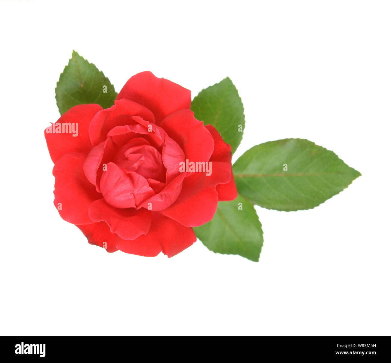 tiny rose flower lay on white Stock Photo - Alamy