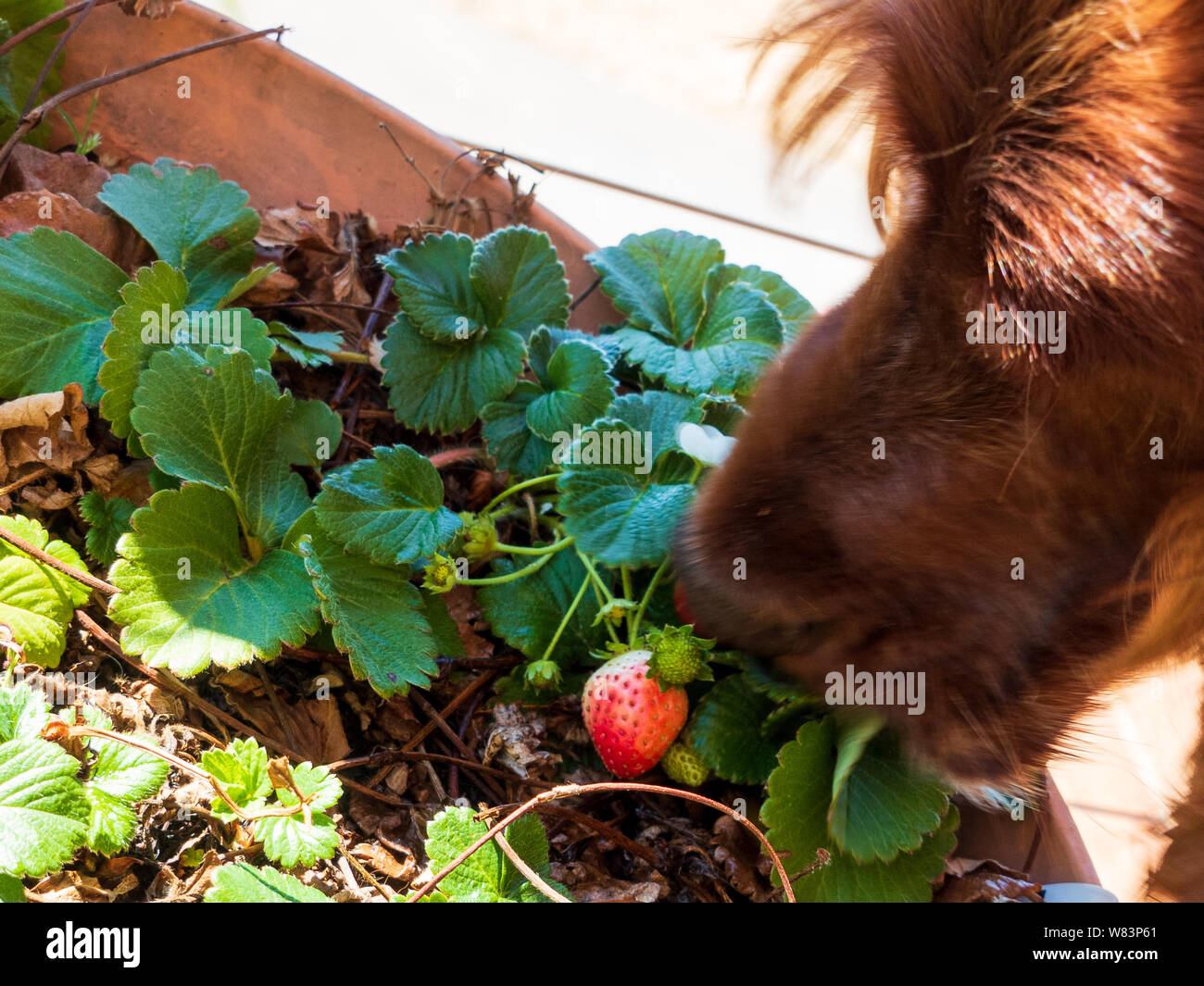 Can Dogs Eat The Green Part Of Strawberries