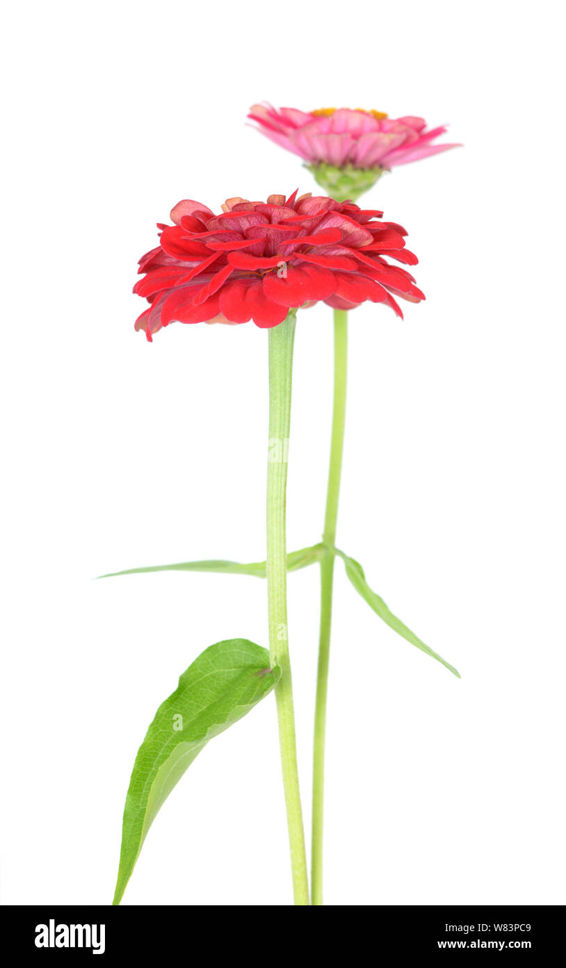Two pink flower of common zinnia hi-res stock photography and images ...