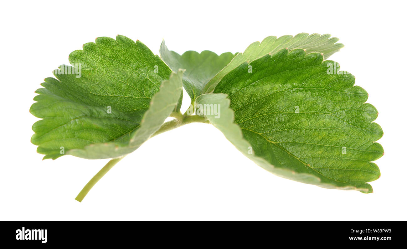 Strawberry leaves isolated on white Stock Photo - Alamy
