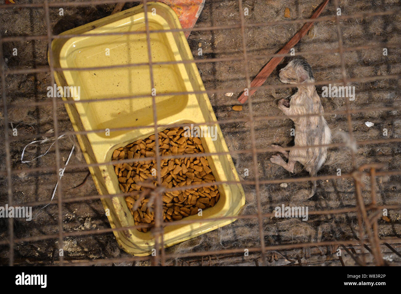 A dead kitten butchered and to be sold to restaurants by Chinese ...