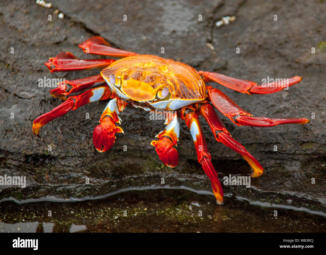 Sally Lightfoot crab on Galapagos Islands red Stock Photo - Alamy
