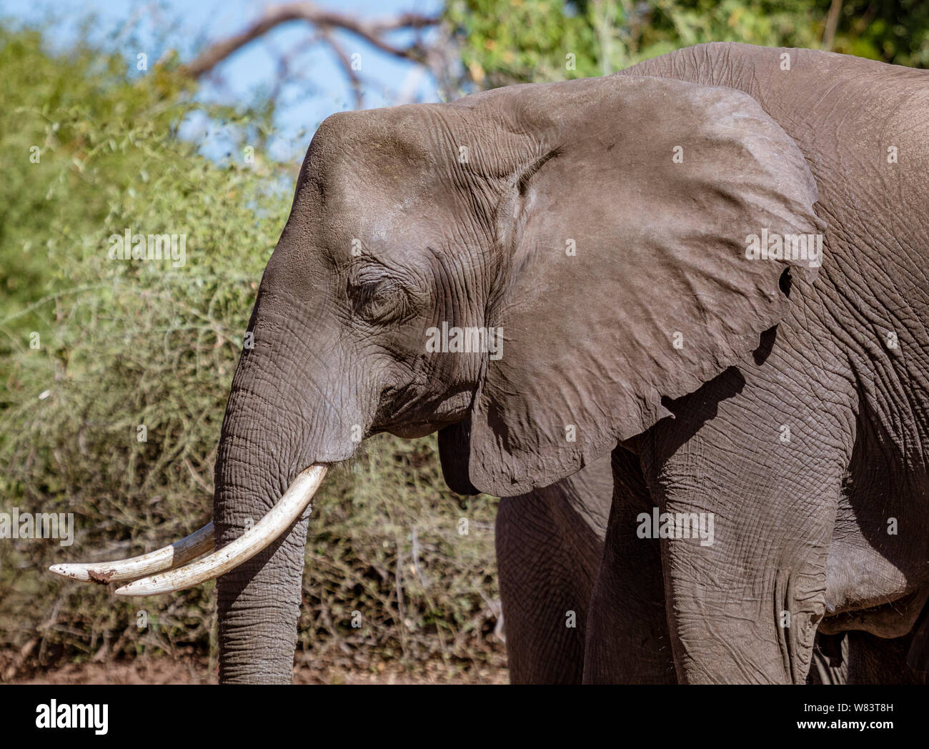 Profile of adult male elephant in Botswana Stock Photo - Alamy