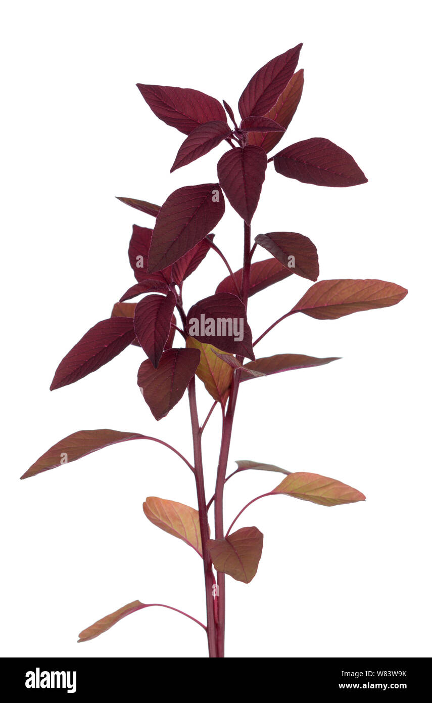 Purple Amaranth vegetable isolated on white Stock Photo - Alamy