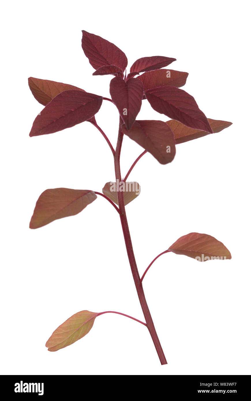 Purple Amaranth vegetable isolated on white Stock Photo - Alamy