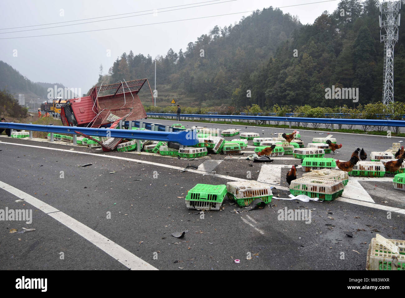 Locked and unlocked roosters scatter after a crash of two trucks on the ...
