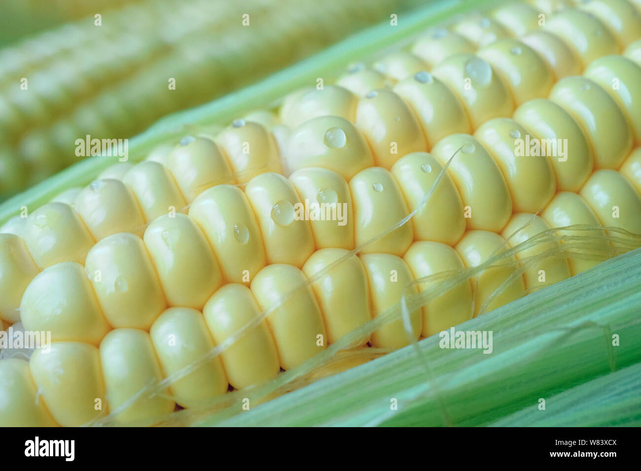 Natural background with young corn and water drops. For design and ...