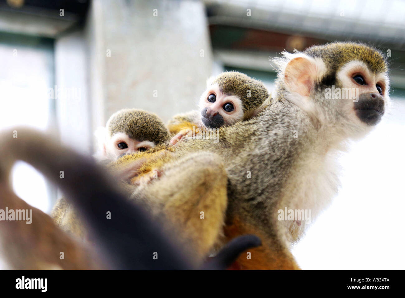 A female squirrel monkey carrying her baby and a monkey cub abandoned ...