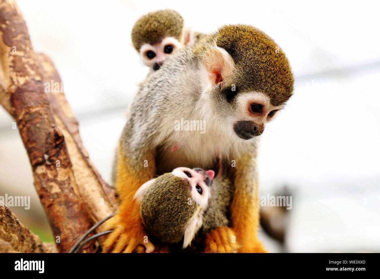 A female squirrel monkey carrying her baby and a monkey cub abandoned ...