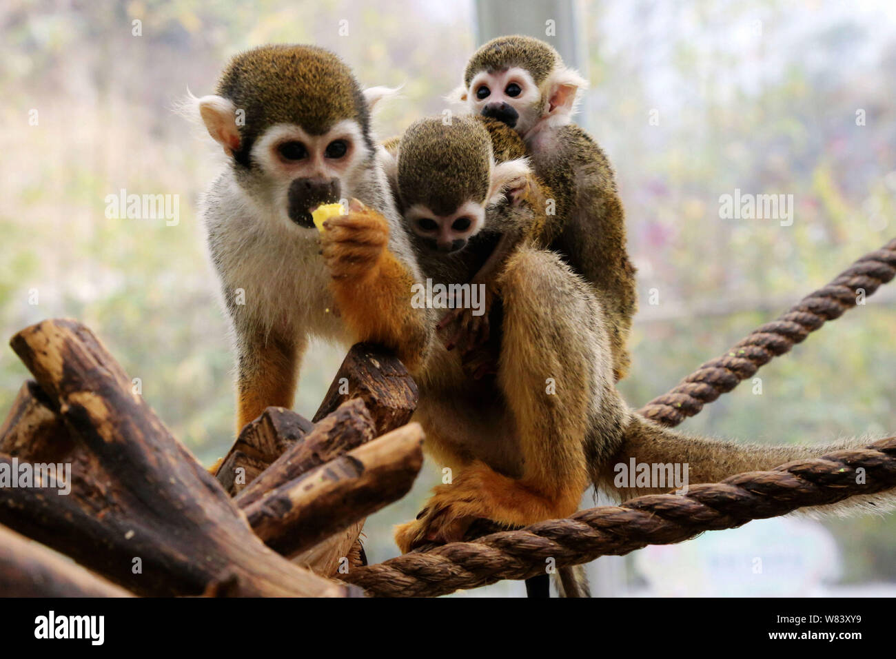 A female squirrel monkey carrying her baby and a monkey cub abandoned ...