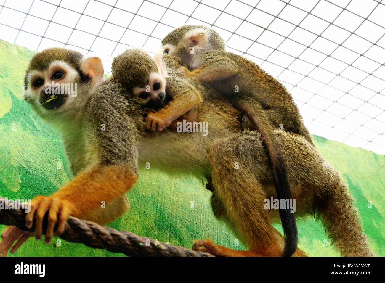 A female squirrel monkey carrying her baby and a monkey cub abandoned ...