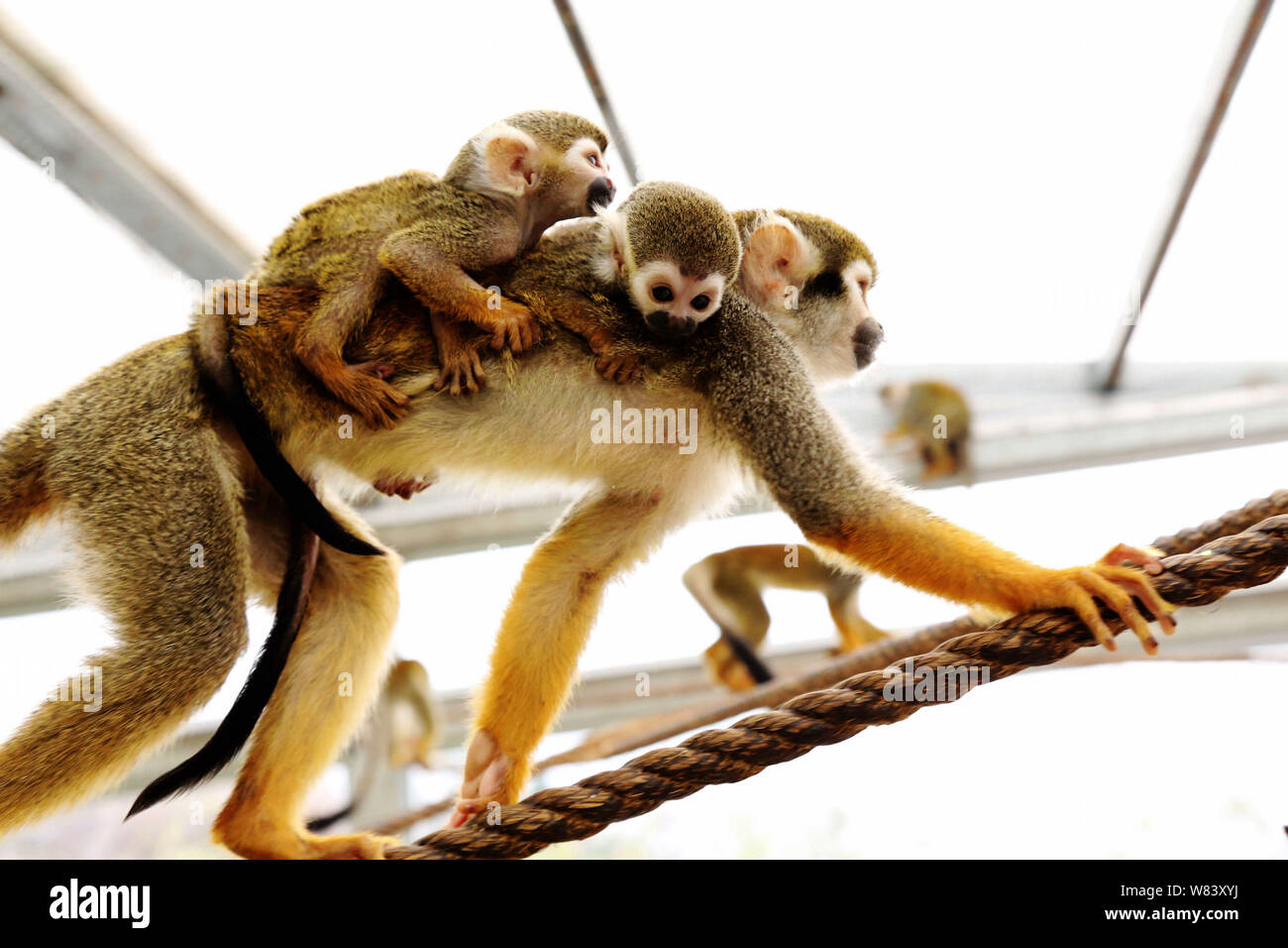 A female squirrel monkey carrying her baby and a monkey cub abandoned ...