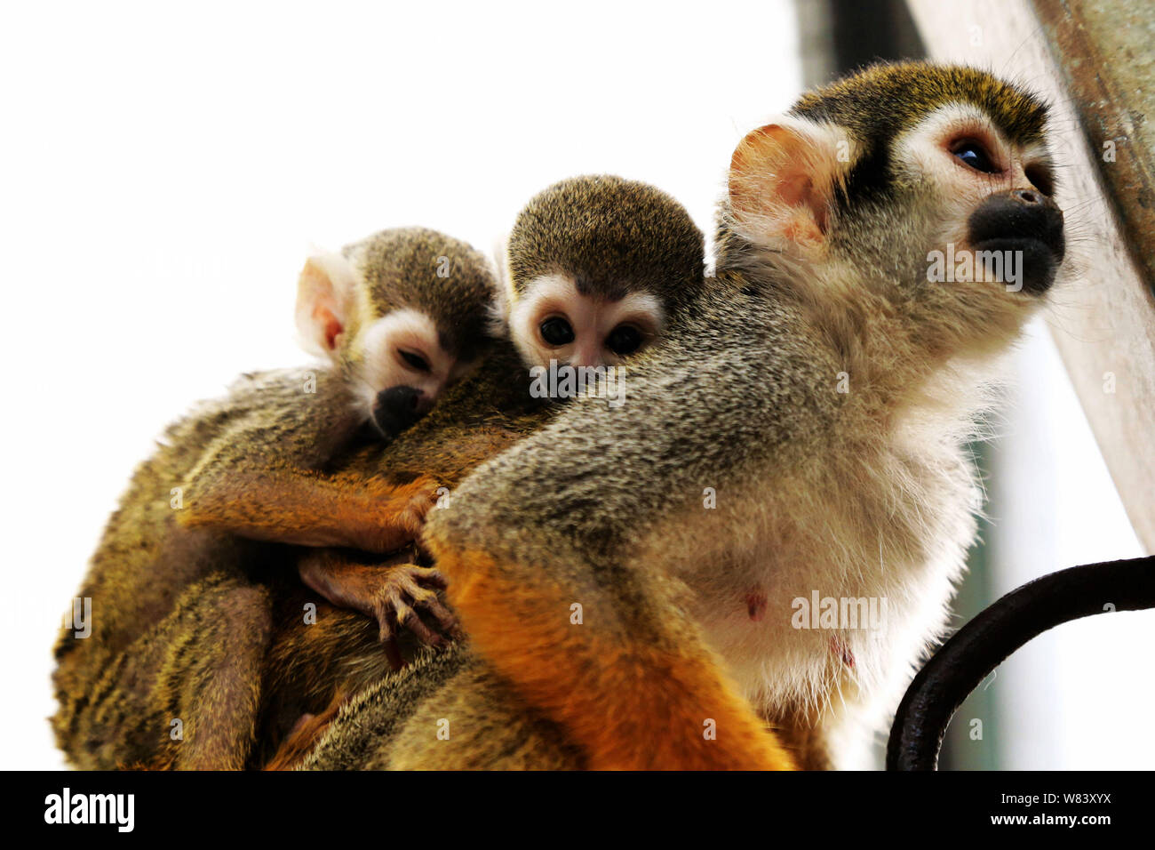 A female squirrel monkey carrying her baby and a monkey cub abandoned ...