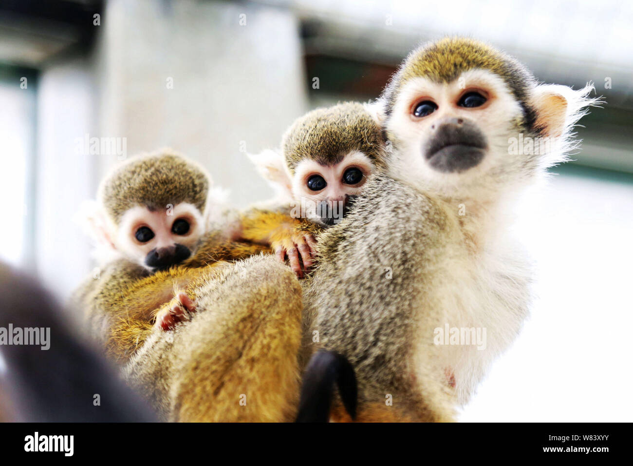 A female squirrel monkey carrying her baby and a monkey cub abandoned ...