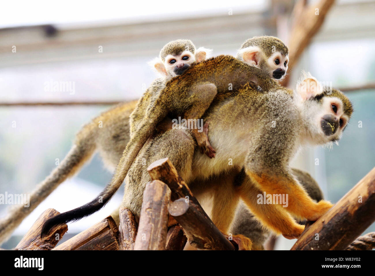 A female squirrel monkey carrying her baby and a monkey cub abandoned ...