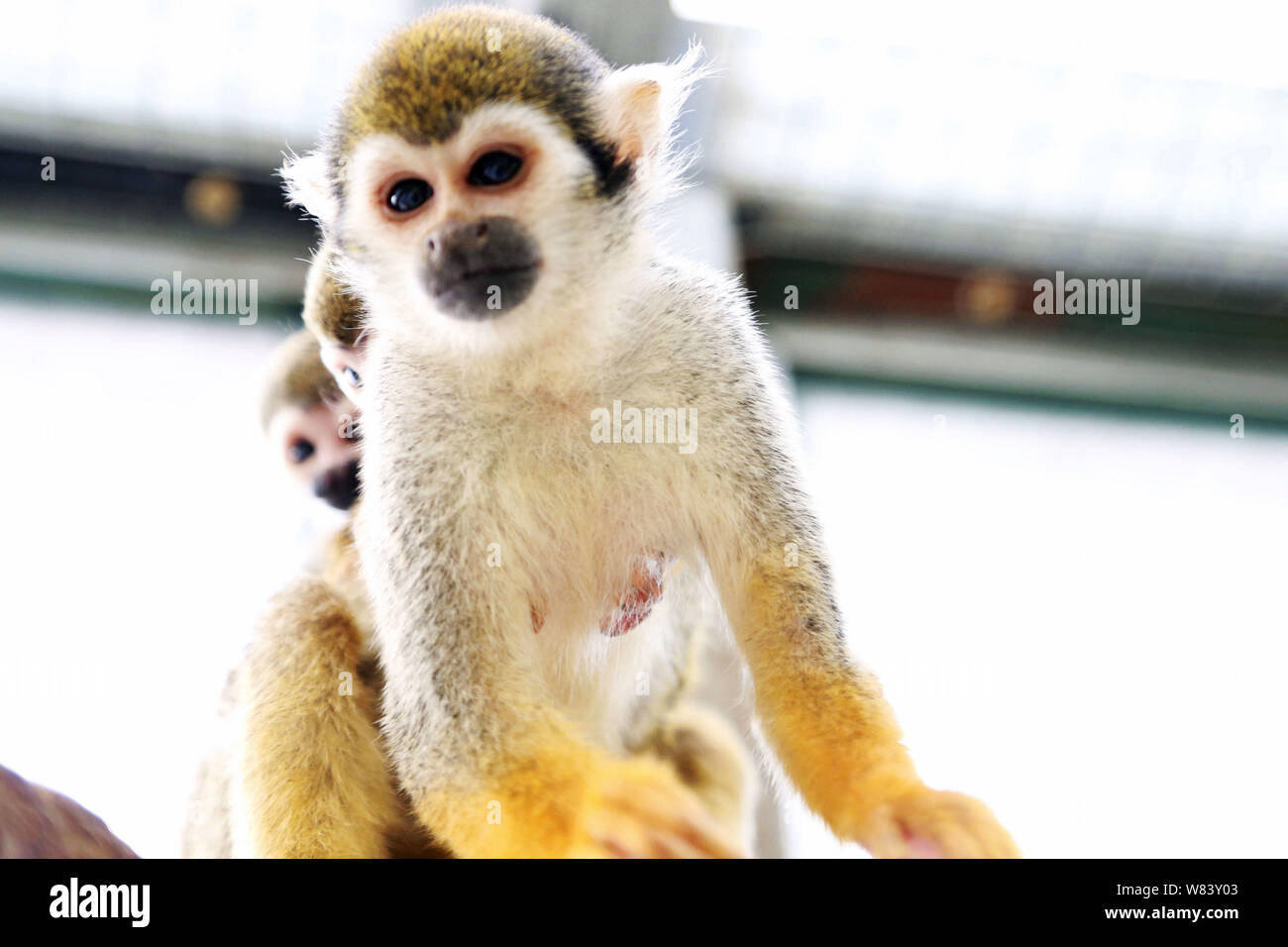 A female squirrel monkey carrying her baby and a monkey cub abandoned ...