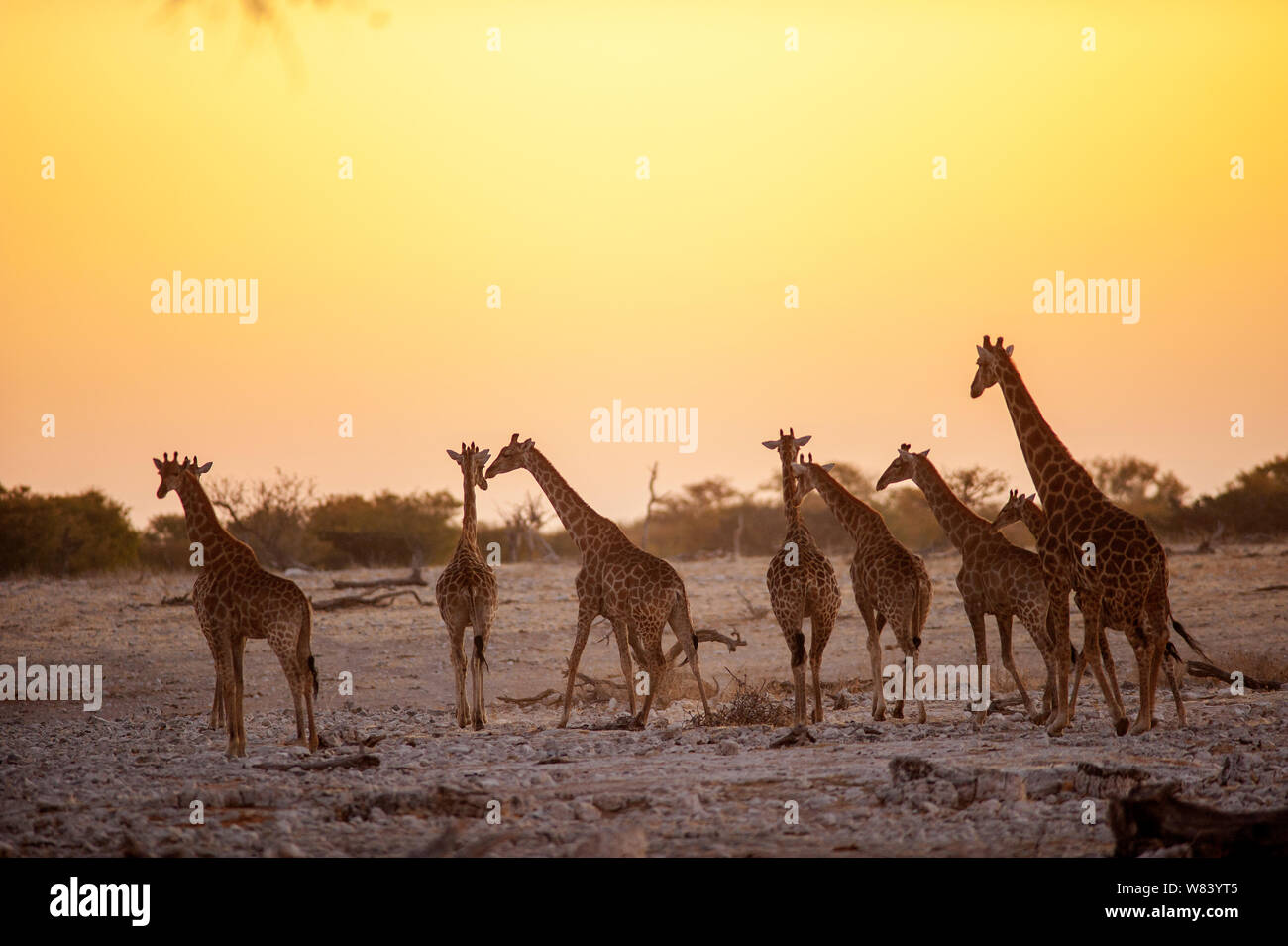 Animal congregation hi-res stock photography and images - Alamy