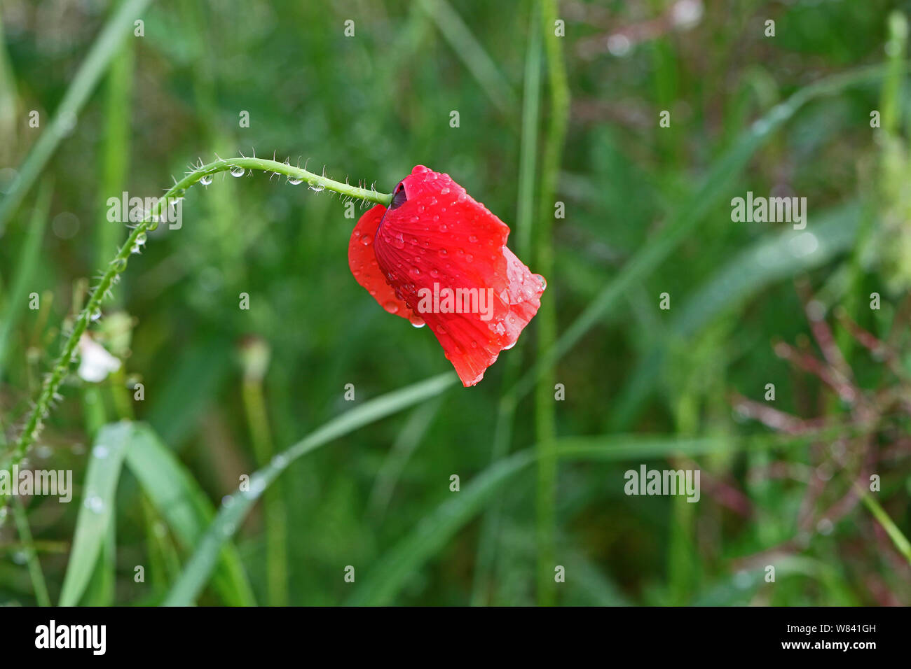 Pearl harbor remembrance day hi-res stock photography and images - Alamy
