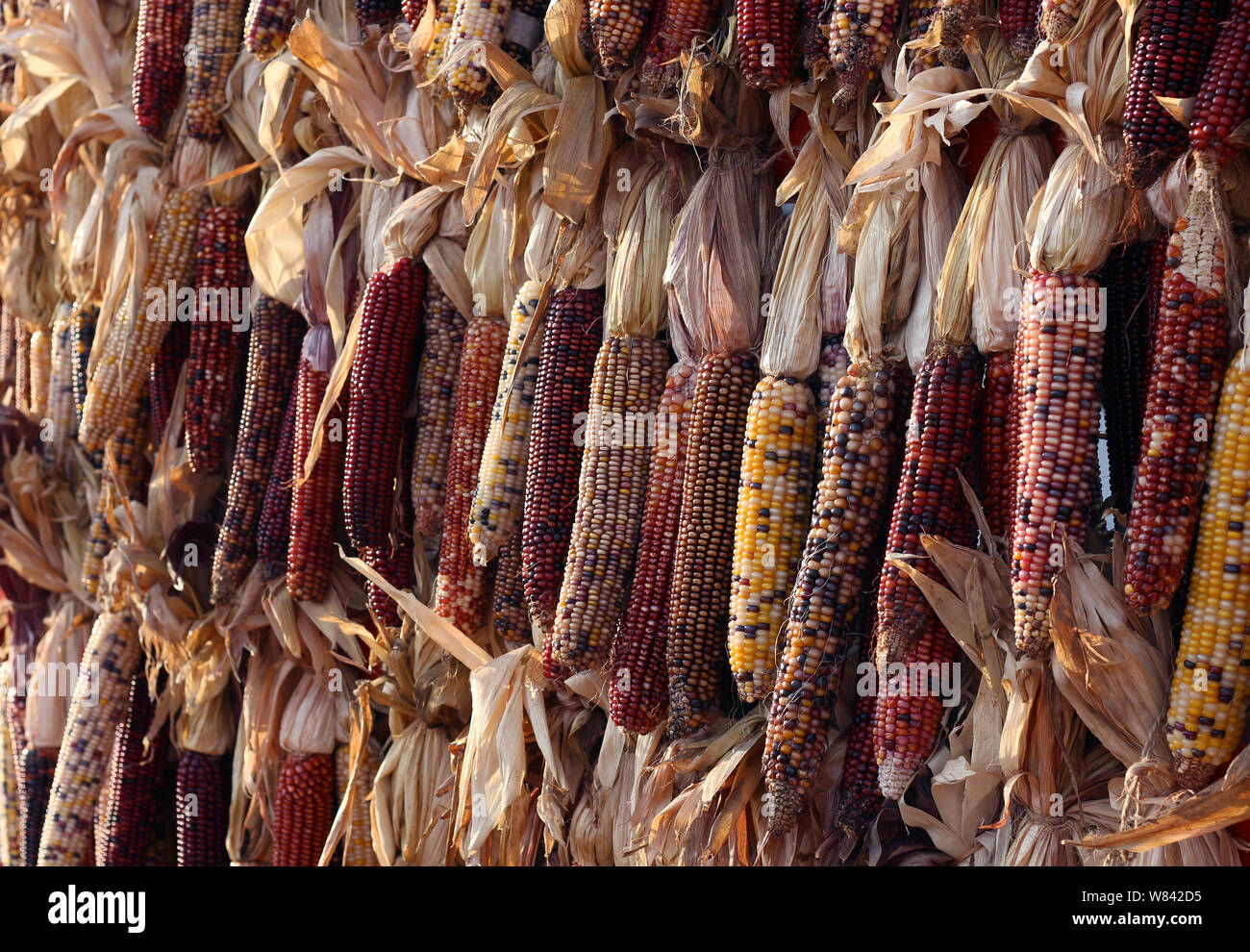 dry corn bunch in the evening light Stock Photo - Alamy